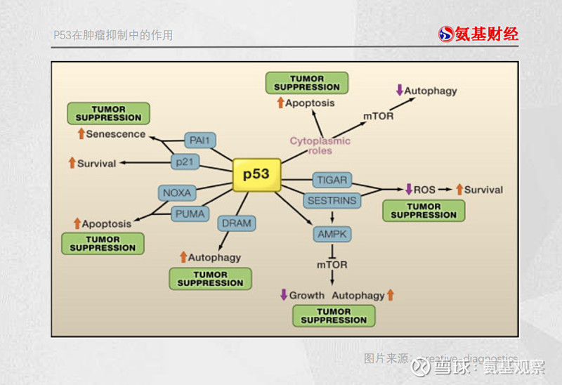 40年不可成药靶点P53，下一个血与蜜之地 在人类2-3万个基因组中，TP53基因绝对是一个令医学界又爱又恨的存在。令人爱的是，TP53所编码 ...