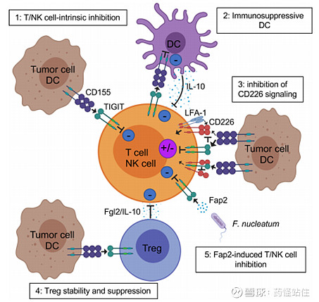 SKYSCRAPER-02阴影下的免疫治疗 $罗氏控股(RHHBY)$ $恒瑞医药(SH600276)$ $复星医药(SH600196 ...