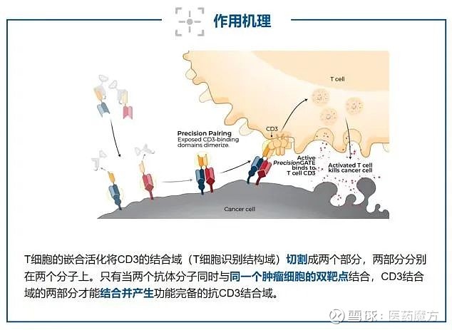 君实生物首度披露BTLA靶点新药中美研发经历 • BTLA通路在肿瘤微环境的激活是PD-1抗体的潜在耐药机制之一。• 研究者认为 ...