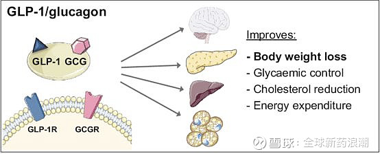 降糖减重可期， 信达生物 / 礼来 制药代谢领域布局的GLP-1双靶点新药Mazdutide。IBI362是一款与哺乳动... - 雪球