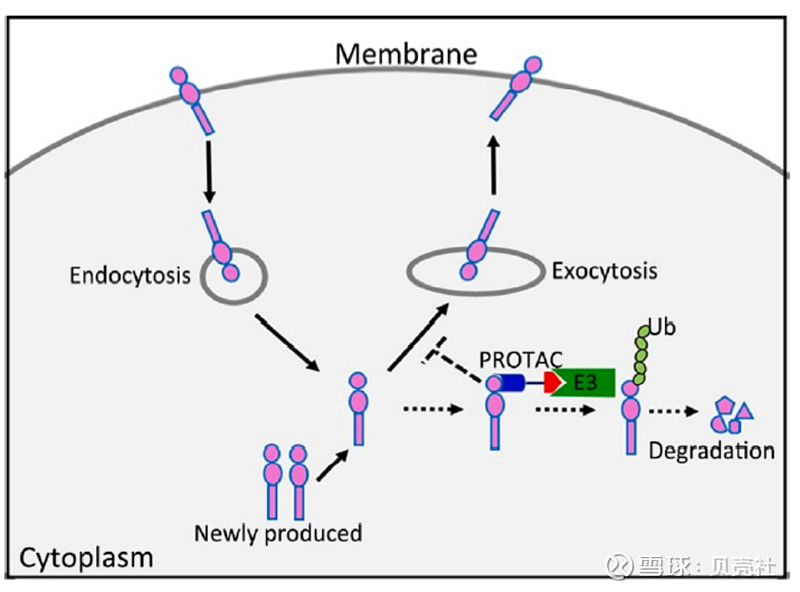 肿瘤治疗新突破：PROTAC技术降解PD-L1 小分子药物潜在的重磅研发利器PROTAC(蛋白降解靶向嵌合体)技术与免疫检查点抑制剂，似乎是两 ...