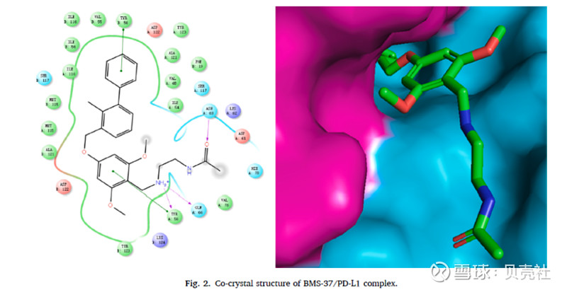 肿瘤治疗新突破：PROTAC技术降解PD-L1 小分子药物潜在的重磅研发利器PROTAC(蛋白降解靶向嵌合体)技术与免疫检查点抑制剂，似乎是两 ...