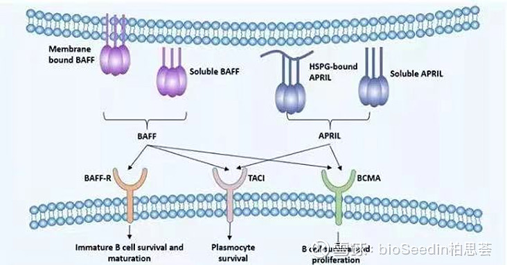研究报告 | 靶向BAFF药物在研现状 01 BAFF靶点简介BAFF全称B淋巴细胞活化因子（B-cell Activating factor of the T... - 雪球