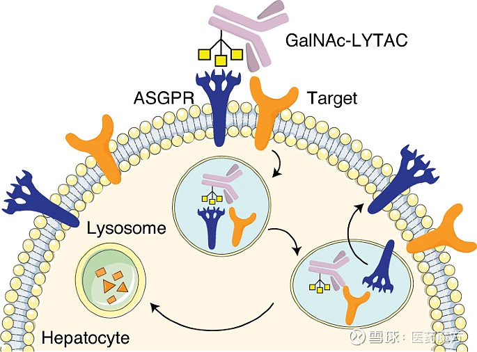 12大蛋白降解技术，引领下一轮新药研发浪潮！PROTAC、LYTAC、ATAC、AbTAC、AUTAC、ATTEC…… 自2019年3月首款 ...