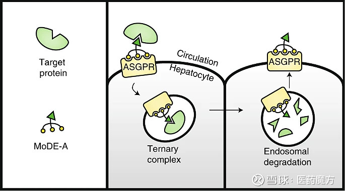12大蛋白降解技术，引领下一轮新药研发浪潮！PROTAC、LYTAC、ATAC、AbTAC、AUTAC、ATTEC…… 自2019年3月首款 ...