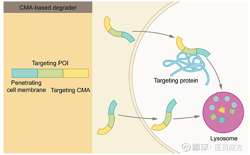 12大蛋白降解技术，引领下一轮新药研发浪潮！PROTAC、LYTAC、ATAC、AbTAC、AUTAC、ATTEC…… 自2019年3月首款 ...