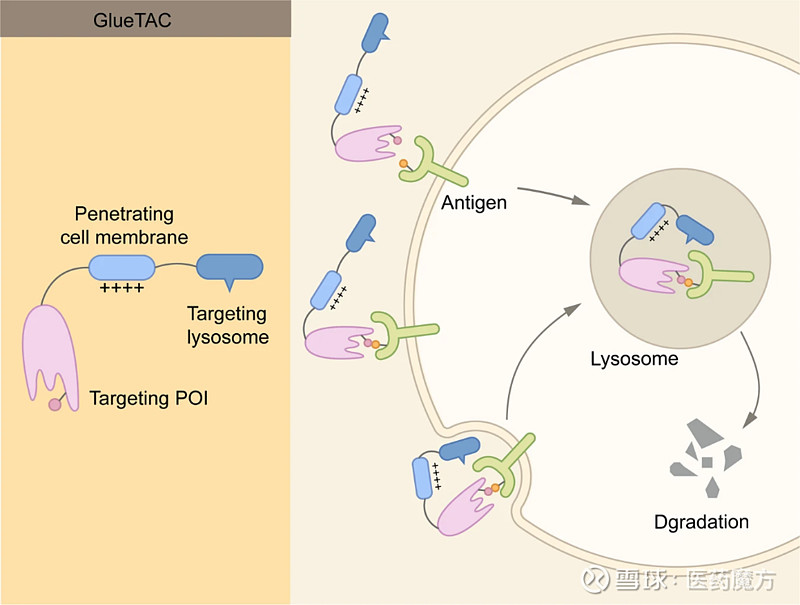 12大蛋白降解技术，引领下一轮新药研发浪潮！PROTAC、LYTAC、ATAC、AbTAC、AUTAC、ATTEC…… 自2019年3月首款 ...