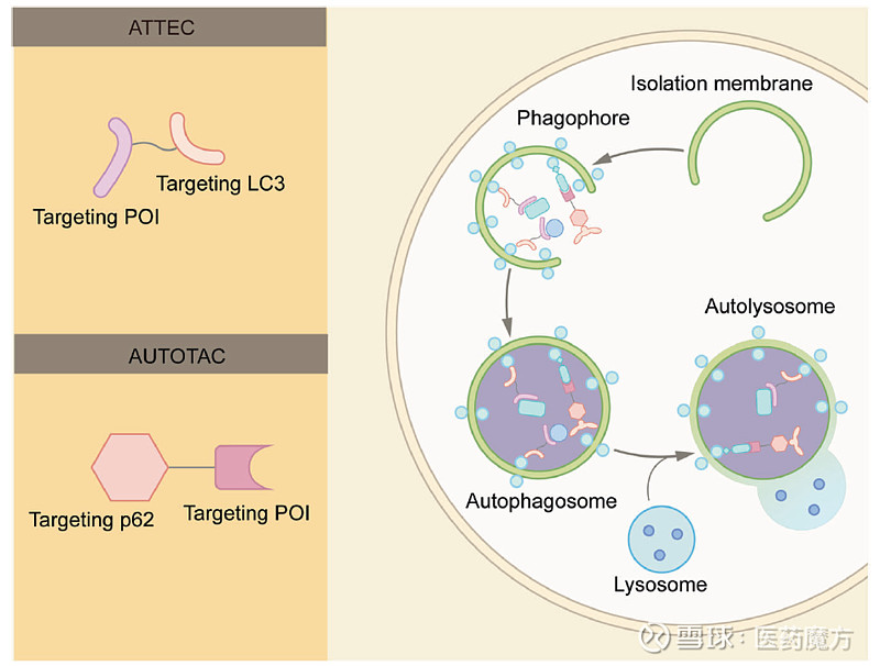 12大蛋白降解技术，引领下一轮新药研发浪潮！PROTAC、LYTAC、ATAC、AbTAC、AUTAC、ATTEC…… 自2019年3月首款 ...