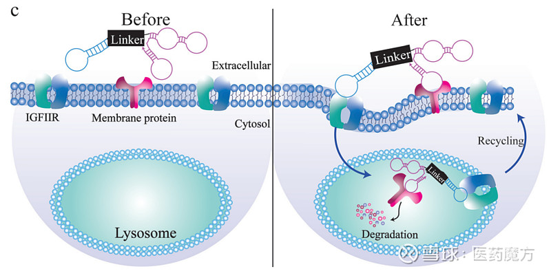 12大蛋白降解技术，引领下一轮新药研发浪潮！PROTAC、LYTAC、ATAC、AbTAC、AUTAC、ATTEC…… 自2019年3月首款 ...