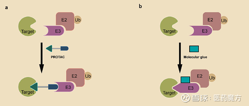 12大蛋白降解技术，引领下一轮新药研发浪潮！PROTAC、LYTAC、ATAC、AbTAC、AUTAC、ATTEC…… 自2019年3月首款 ...