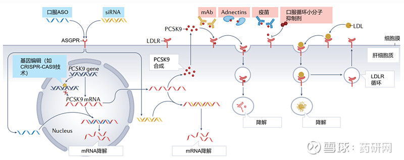 信达完成国内首报，PCSK9单抗进退两难 近日， 信达生物 自研 PCSK9 单抗托莱西单抗（IBI306）上市申请获 NMPA 受理，用于 ...