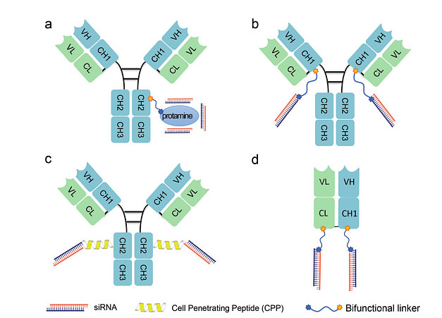 下一代ADC概念新模式靶向药物：抗体-siRNA偶联物（ARC）已悄然而至 ADC利用抗体的靶向性和化学药物的治疗作用，近年来发展迅速并取得了 ...