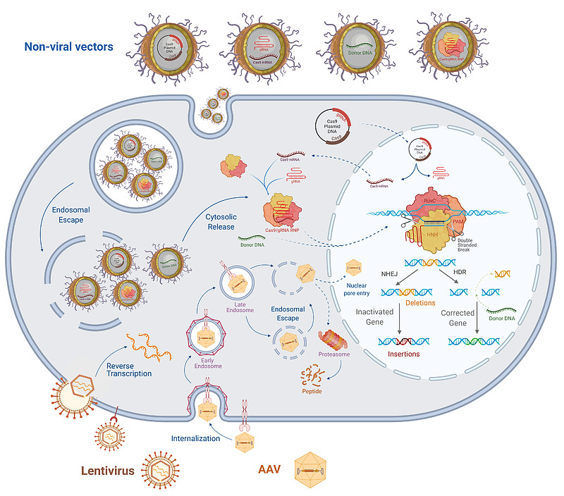 叩响CRISPR基因编辑治疗之门 十年前的那个六月，对于整个生物技术领域而言，都是一个值得铭记的特殊时刻。正是在2012年6月28日，Science发表了... - 雪球
