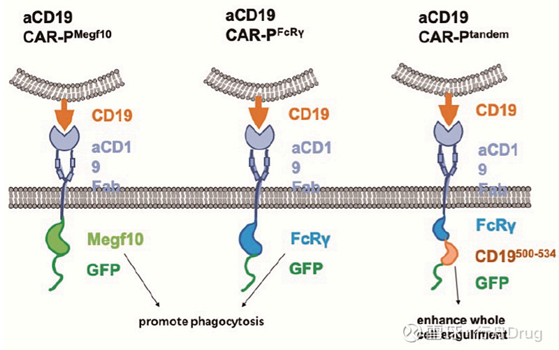 免疫细胞疗法：从CAR-T、CAR-NK到CAR-M 点击上方的 行舟Drug 添加关注嵌合抗原受体（CAR）是一种受体蛋白，它赋予免疫细胞新的能力，以靶向特定的抗原蛋白... - 雪球