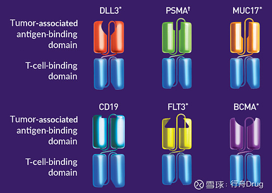 双特异性抗体开发关键技术考量 点击上方的 行舟Drug 添加关注1983年MRC的科学家Milstein,C.和牛津大学的Cuello, A ...