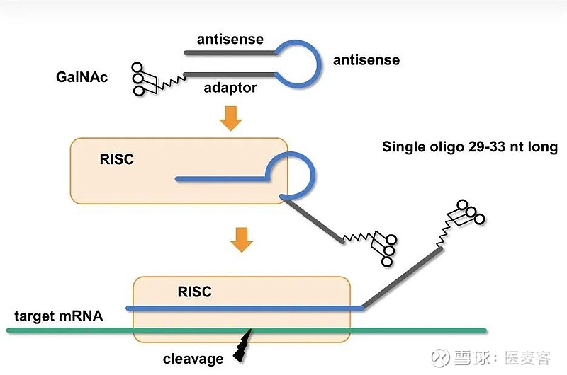 圣诺医药展示双靶向RNAi治疗最新进展，进一步验证有效性与安全性 2022年6月27日/医麦客新闻 eMedClub News/--2022年 ...