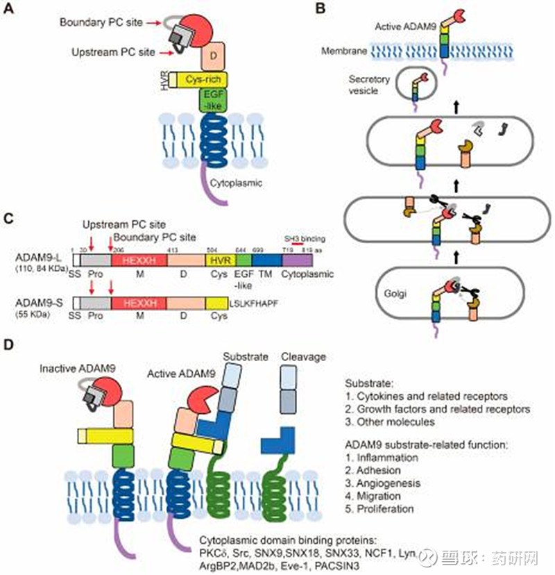 抗癌新靶标之ADAM9—ADC、单抗、小分子抑制剂研究 靶点概览ADAM9（A distegrinin and a ...