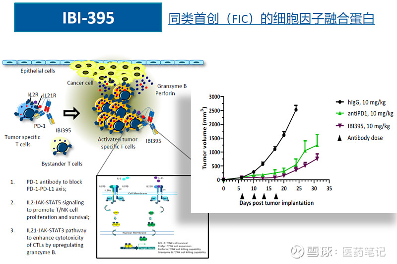 信达生物新一波研发产品：IL-21、BCMA/CD3、B7-H3、PD-L1/TGFβ Armstrong 信达生物 累计申报超过20款创新药 ...