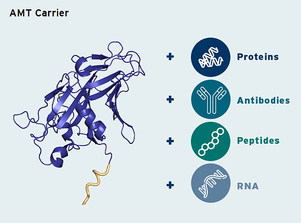 口服IL-10药物联合治疗溃疡性结肠炎！最新临床2期结果出炉 Applied Molecular Transport（AMT）今日宣布其药品 ...