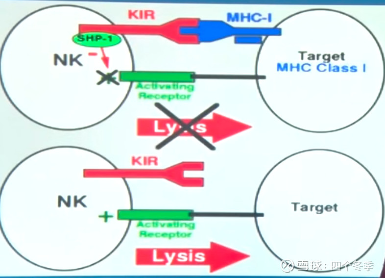 内源性抗原的加工及呈递过程： MHC1类分子递呈抗原给T细胞：外源性抗原的加工及呈递过程：MHC2类分子递呈抗原给T细胞... - 雪球