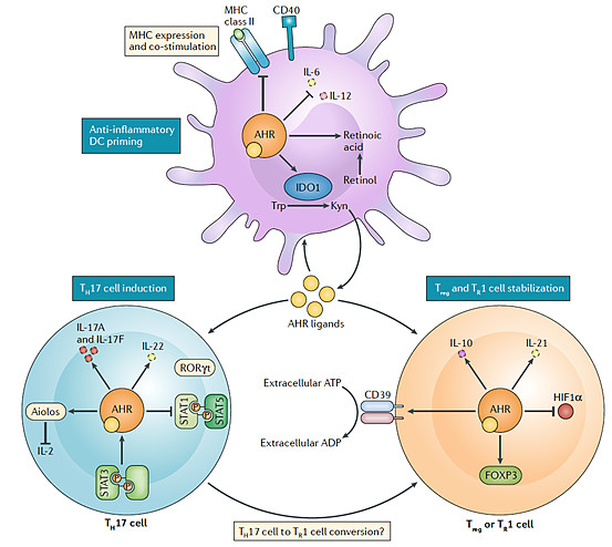 AHR：肿瘤免疫微环境调控新星靶点 来源：药渡撰文：老药童 编辑：丸子肿瘤细胞能够实现免疫逃离。通过调节免疫系统抑制肿瘤生长不仅为癌症的治疗提供了新的思路，... - 雪球