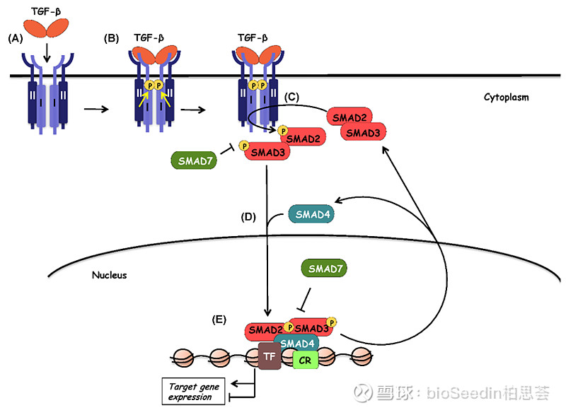 研究报告 | 万字长文详解TGF-β与肿瘤的“爱恨情仇”（上） 01 TGF-β家族简介转化生长因子β（Transforming growth ...
