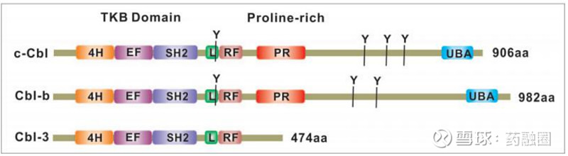 Nurix：CBL-B抑制剂获FDA批准临床 声明：因水平有限，错误不可避免，或有些信息非最及时，欢迎留言指出。本文仅作 医疗健康 相关药物 ...