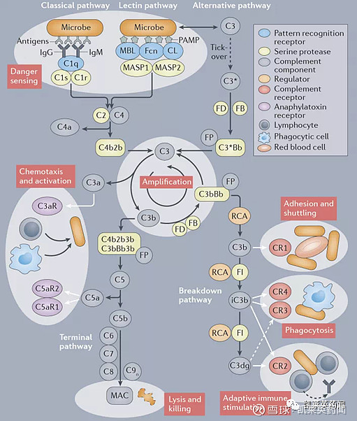 罗氏& Ionis：即将迈入3期！IONIS-FB-L Rx在一项治疗IgA 肾病 2 期... 欢迎关注 凯莱英 药闻 2022年7月11日 ...