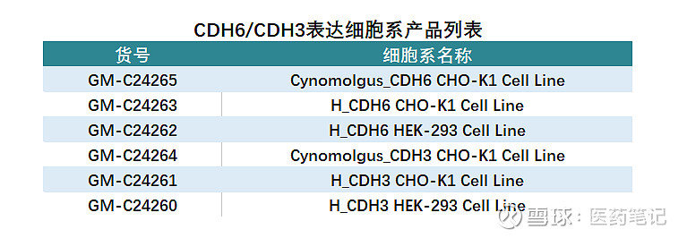 第一三共布局：ADC又一潜力靶点CDH6 CDH6 ，又名K-钙黏蛋白，属于II型钙粘蛋白，由三个不同结构域组成，一个含有五个钙粘蛋白序列的胞 ...