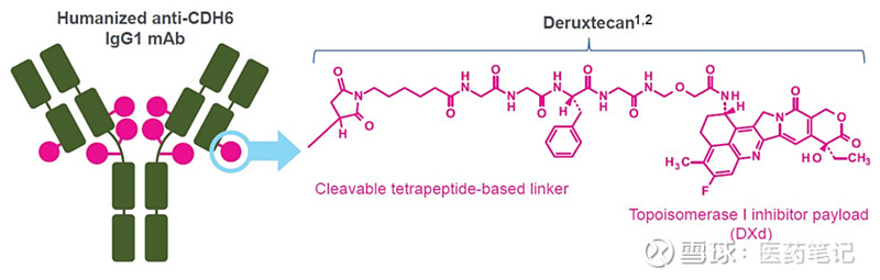 第一三共布局：ADC又一潜力靶点CDH6 CDH6 ，又名K-钙黏蛋白，属于II型钙粘蛋白，由三个不同结构域组成，一个含有五个钙粘蛋白序列的胞外结构域（ECD），... - 雪球
