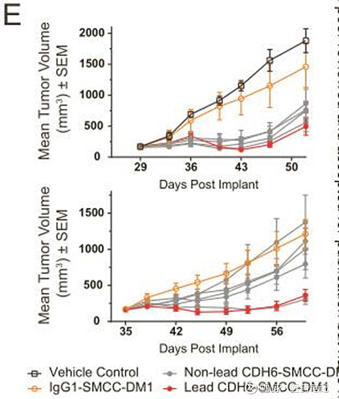 第一三共布局：ADC又一潜力靶点CDH6 CDH6 ，又名K-钙黏蛋白，属于II型钙粘蛋白，由三个不同结构域组成，一个含有五个钙粘蛋白序列的胞 ...