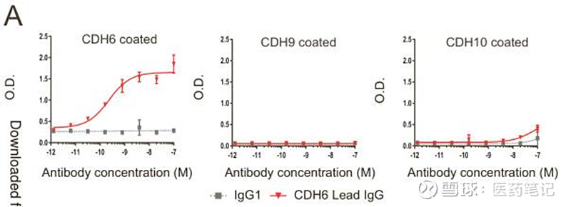 第一三共布局：ADC又一潜力靶点CDH6 CDH6 ，又名K-钙黏蛋白，属于II型钙粘蛋白，由三个不同结构域组成，一个含有五个钙粘蛋白序列的胞外结构域（ECD），... - 雪球