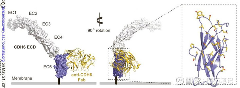第一三共布局：ADC又一潜力靶点CDH6 CDH6 ，又名K-钙黏蛋白，属于II型钙粘蛋白，由三个不同结构域组成，一个含有五个钙粘蛋白序列的胞外结构域（ECD），... - 雪球
