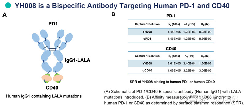 CD40：肿瘤、自免，双翼齐飞 ArmstrongCD40为一种I型跨膜蛋白，广泛表达于血小板、B细胞和髓系细胞等。CD40的同源配体为 ...