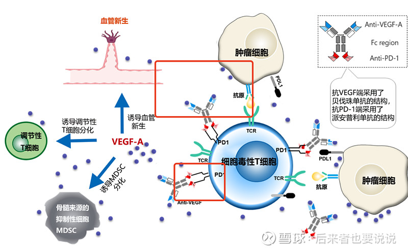 中国首款双抗开坦尼获批上市，下一款双抗在哪里？ 如题，上个月底， 康方生物 @康方生物09926HK PD-1/CTLA-4获批上市，成为中国 ...