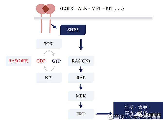 $加科思-B(01167)$ 创新药周报：SHP2+KRAS抑制剂联合疗法初步数据积极华创-新药研究 2022-07-1... - 雪球