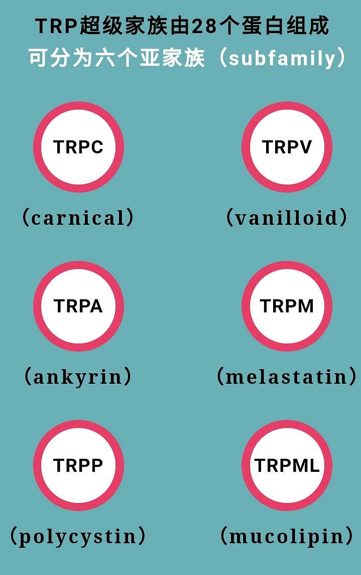 掌握敏感皮肤痒痛的开关——TRP家族蛋白 痒与痛是身体潜在的保护机制，通过痒与痛的感受，人们可以规避许多具有威胁性的危险。 然而，这两种感受也 ...
