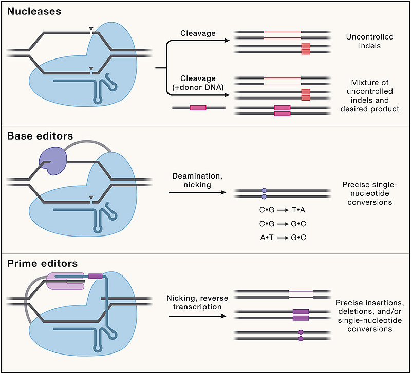 开启基因编辑大门之钥：递送 基因编辑大神David Liu在Cell上又祭出一篇review文章《Therapeutic in vivo ...