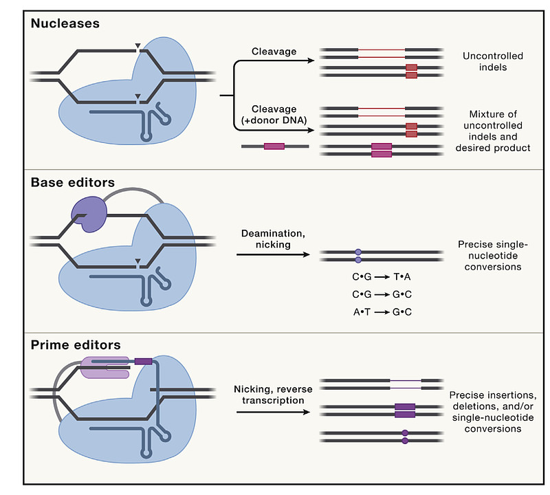 基因编辑治疗时代已来： 三大基因编辑治疗策略 近日，基因编辑技术迎来了重要里程碑。 Verve Therapeutics 公司宣布，其开发的碱 ...