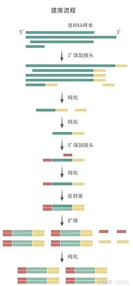 Small RNA，建库利器！ Small RNA （sRNAs）是长度为20-30nt的非编码RNA分子，基本上可以调节所有的细胞过程 ...