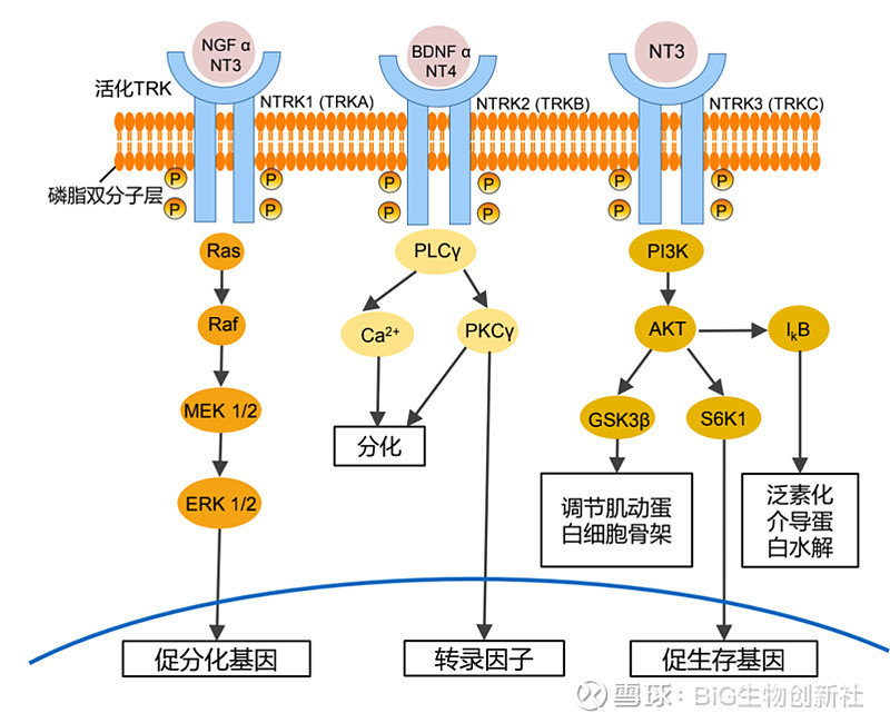 恩曲替尼终上市，中国NTRK实体瘤市场是否还有空间 前言7月29日，NMPA官网公示显示，罗氏的恩曲替尼（Entrectinib）在中国获批。恩曲替尼是一款针对NTRK和R... - 雪球