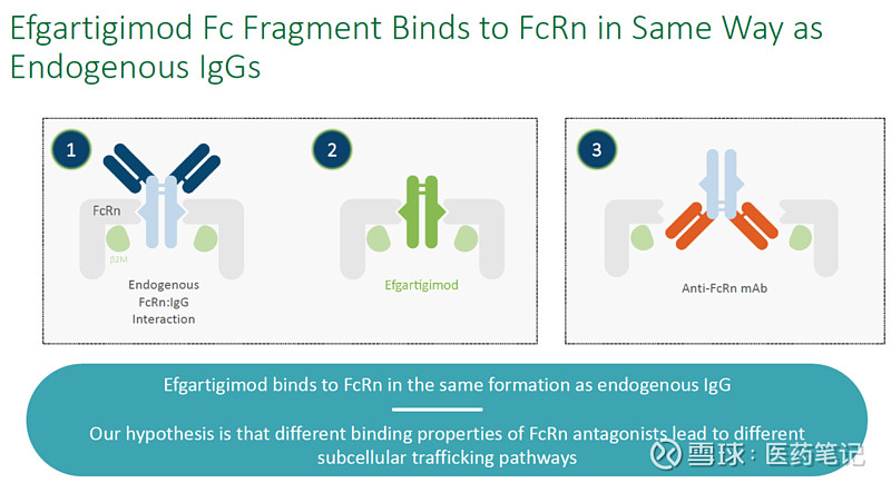 自免新星：Efgartigimod上半年销售额9600万美元，再鼎医药拥有大中华区权益 Armstrong 2022年7月28日 ...