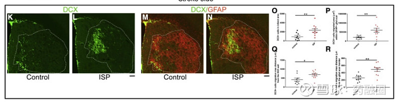 NervGen：新药显著修复中风脑损伤，恢复脑功能 声明：因水平有限，错误不可避免，或有些信息非最及时，欢迎留言指出。本文仅作 医疗健康 相关 ...