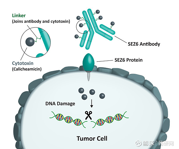 艾伯维ADC管线梳理 日前，艾伯维的ADC新药 Telisotuzumab Vedotin（Teliso-V；ABBV-399）在国内启动 I ...
