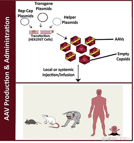 AAV载体何以脱颖而出 AAV全称腺相关病毒，属于细小病毒科的一类很特殊的病毒，它的尺寸非常小，只有20多个纳米，相当于两三个抗体分子。被发现 ...