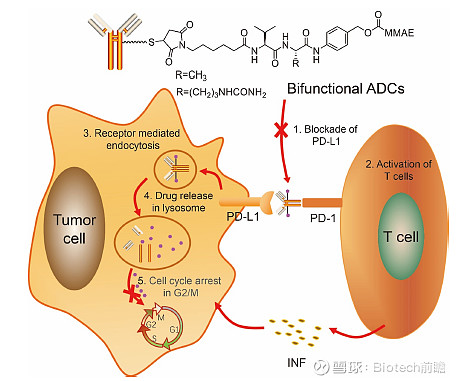 以PD-L1为靶点的ADC药物研发进展 近年来，肿瘤免疫治疗发展迅速，特别是PD-1/PD-L1抑制剂与化疗的联合应用方案，已经成为不少肿瘤 ...