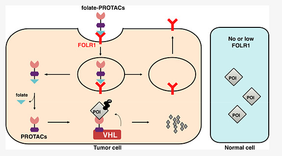二代PROTACs：如何实现肿瘤特异性靶向 PROTACs已被用于降解感兴趣的蛋白靶标。与小分子抑制剂相比，PROTAC可以降解细胞内的任何蛋白质，包括不可成药的靶... - 雪球