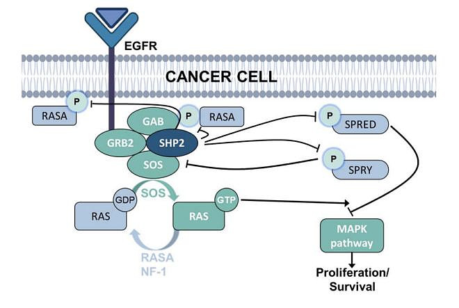 联合用药喜忧参半，首款靶向KRAS抑制剂能否突破商业化瓶颈？ 撰文丨medium编辑丨于靖日前，2022世界肺癌大会（WCLC2022）在线上 ...