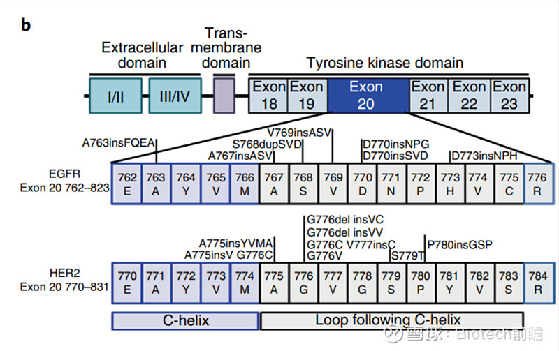 第三代ADC进展丨DS-8201获批Her2阳性肺癌适应症 第一三共/ 阿斯利康 的DS-8201（第三代ADC，又名T-Dxd）即将登陆国内，且截至到目前，已经四项研究（DEST... - 雪球