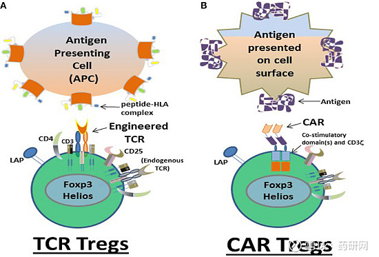 CAR-Treg细胞疗法渐入佳境 与传统T细胞（Tconv）相比，调节性T细胞（Tregs）能够实现CD4、CD25、FOXP3和低水平的CD127共表达... - 雪球